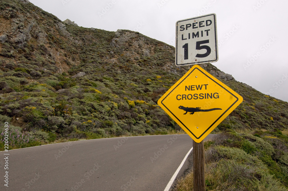Reptiles are granted right of way in Mt. Tamalpais State Park as shown ...