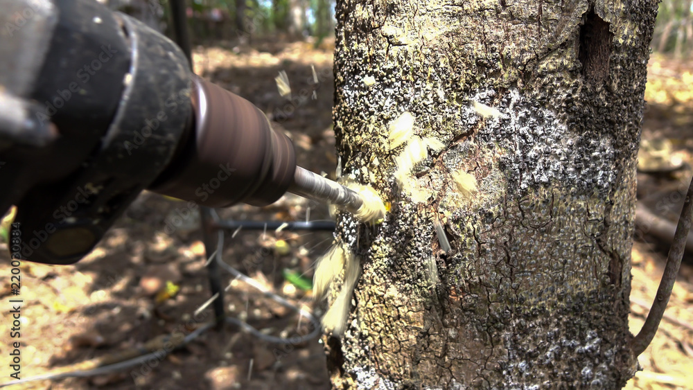 Worker drilling agar wood tree in refined agar wood oil process Foto ...