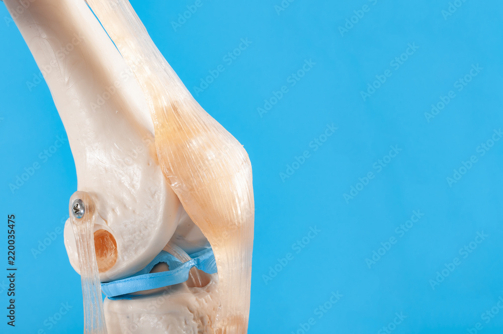 Human knee anatomy and leg joints and ligaments concept with close up ...