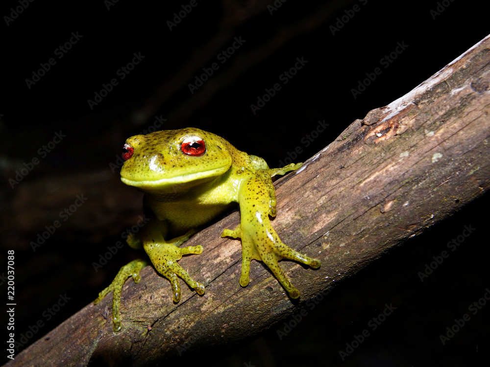 Amphibia Stock Photo | Adobe Stock