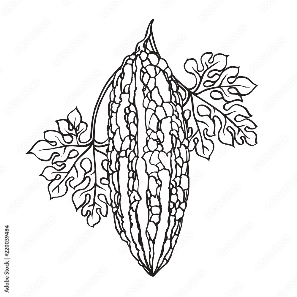 hand drawn black outline bitter guard isolated on white background ...