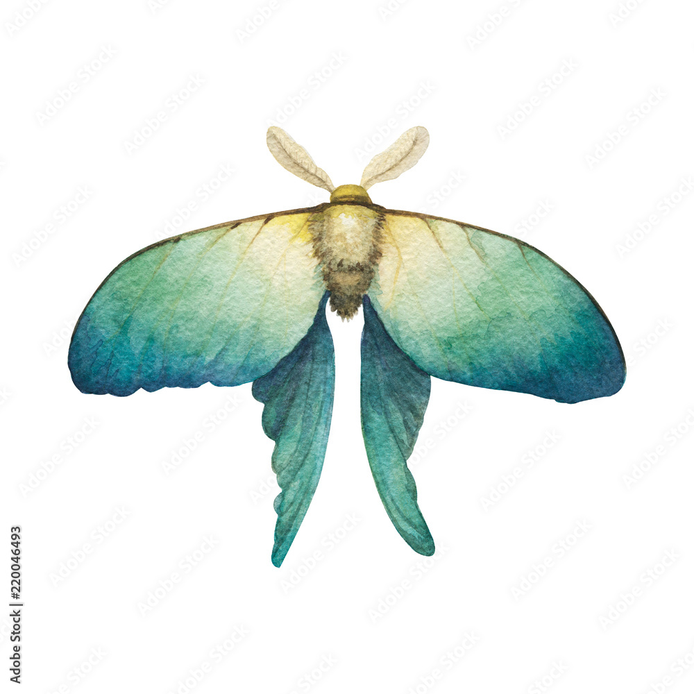 Hand painted watercolor illustration of moth. Moth pattern clip art ...