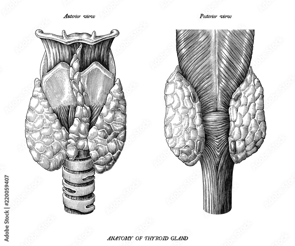 Anatomy of human thyroid gland anterior and posterior view vintage ...