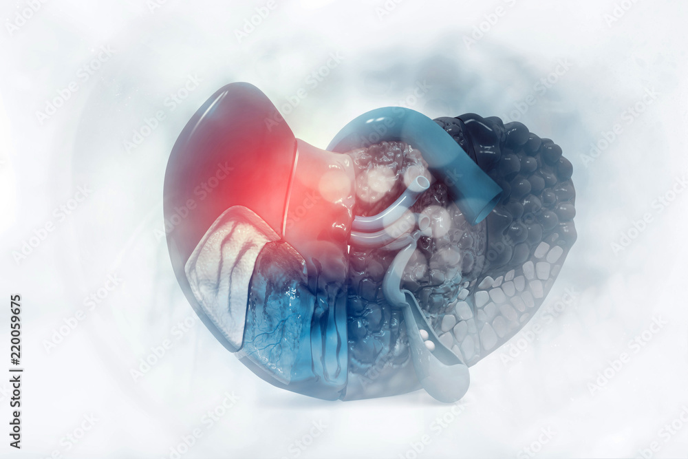 Human liver anatomy. Cross section Stock Illustration | Adobe Stock