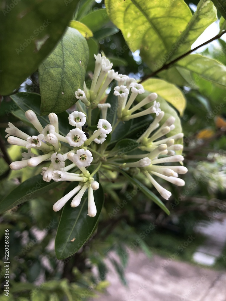 Cestrum Diurnum