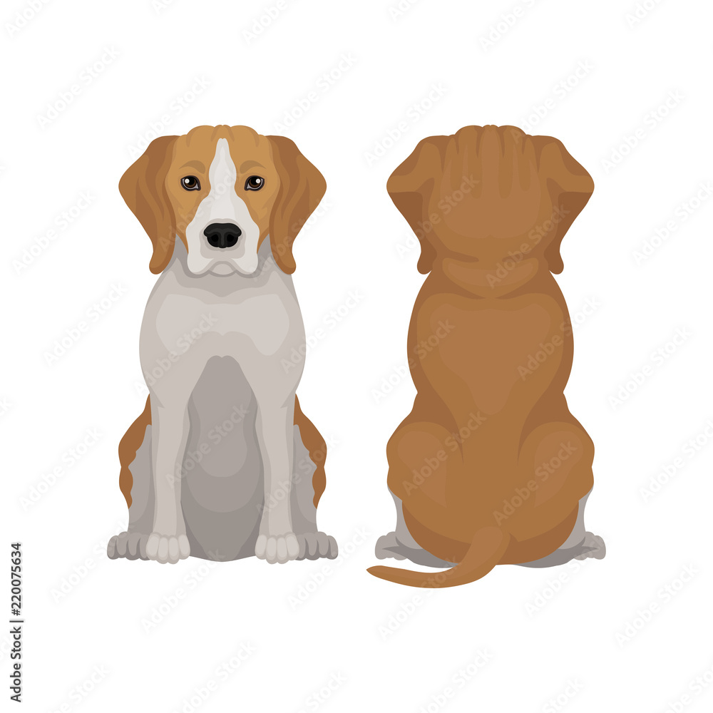 Flat vector illustration of sitting beagle dog. Small puppy with long ...