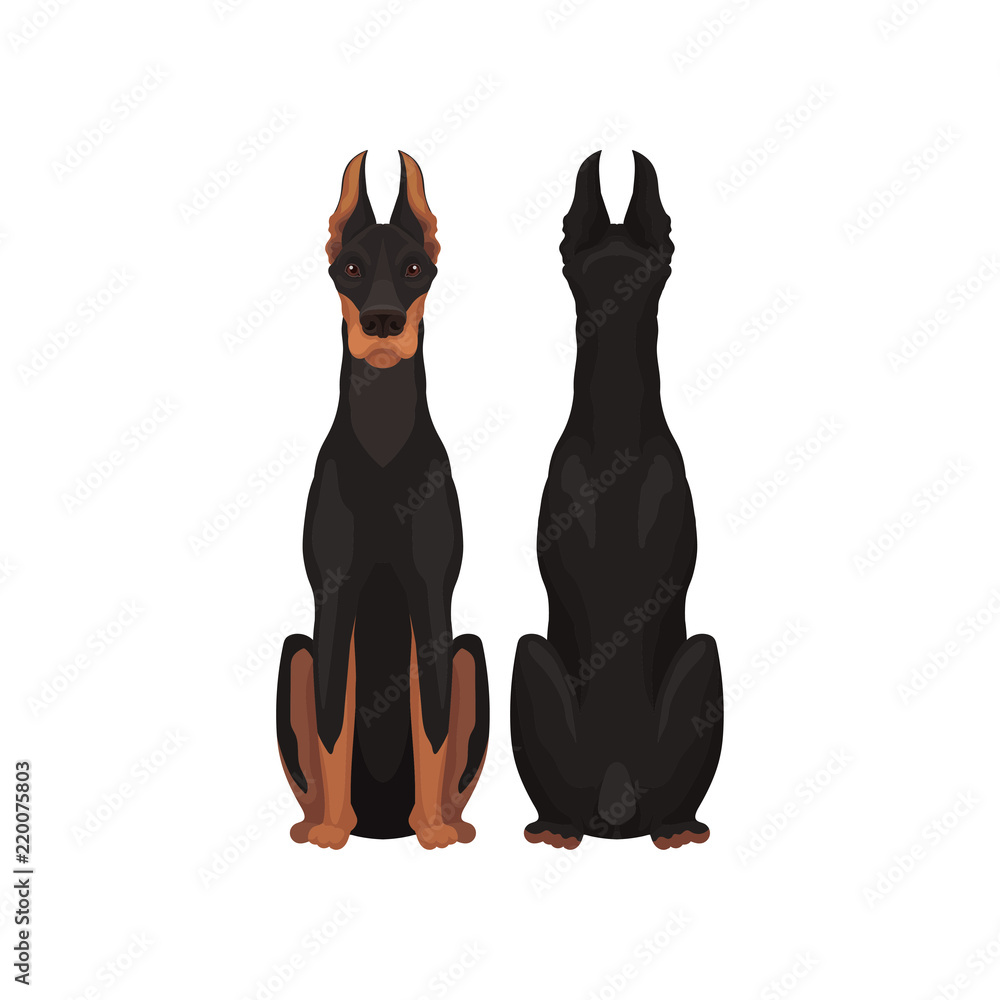 Flat vector illustration of sitting dobermann, front and back view ...