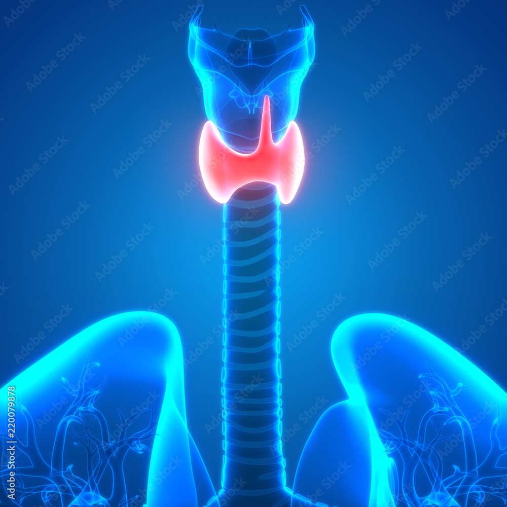 Human Body Glands Thyroid Gland Anatomy Stock Illustration Adobe Stock