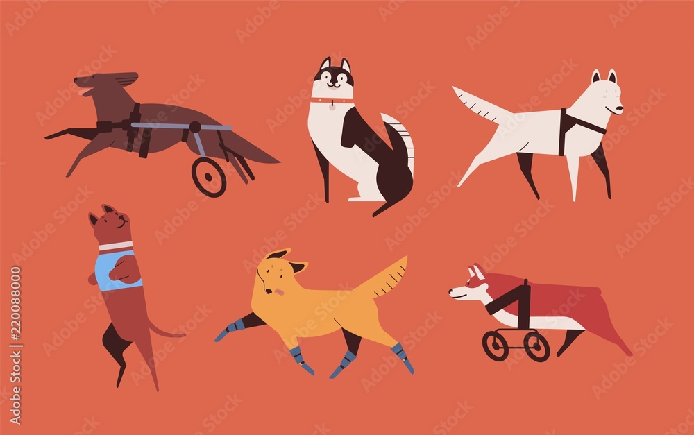 Collection of funny disabled dogs isolated on orange background. Bundle ...