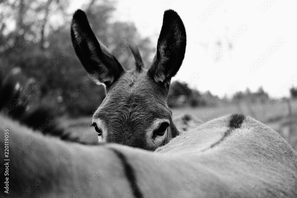 Mini donkey in pasture looking over brother's back in black and white ...