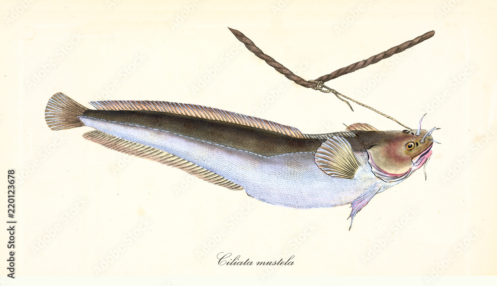 Ancient colorful illustration of Fivebeard rockling (Ciliata mustela ...