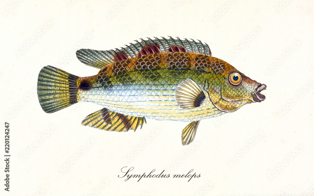 Ancient colorful illustration of Corkwing Wrasse (Symphodus melops ...