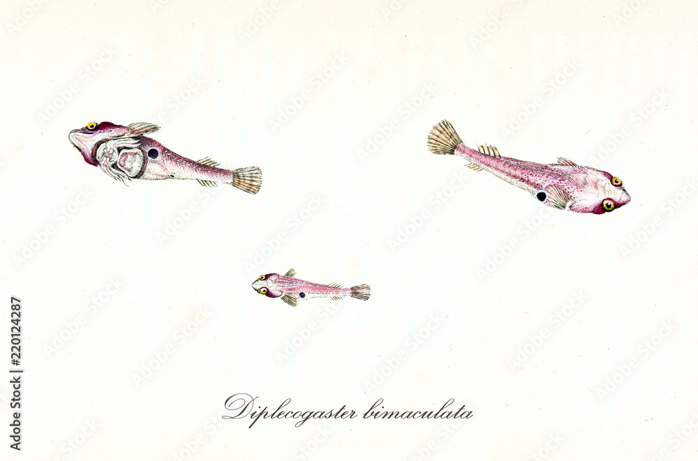 Ancient colorful illustration of Two-Spotted Clingfish (Diplecogaster ...