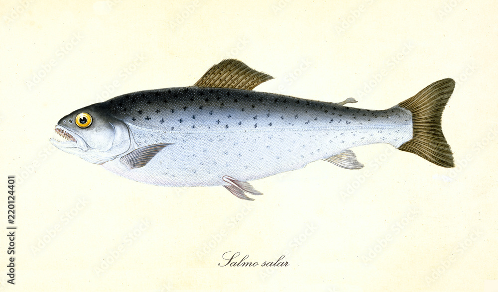 Ancient colorful illustration of Atlantic Salmon (Salmo salar), side ...