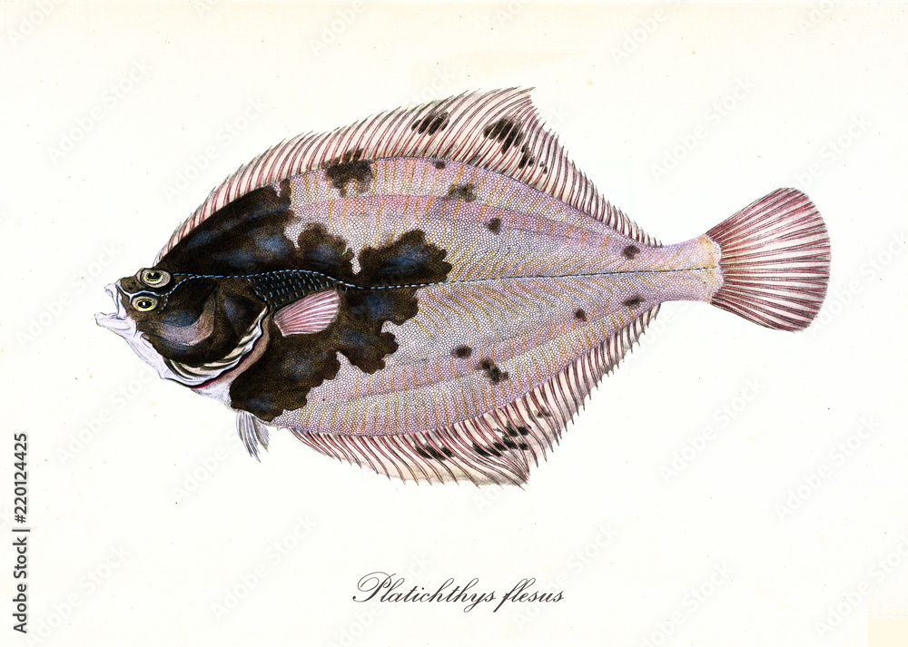 Ancient colorful illustration of European Flounder (Platichthys flesus ...
