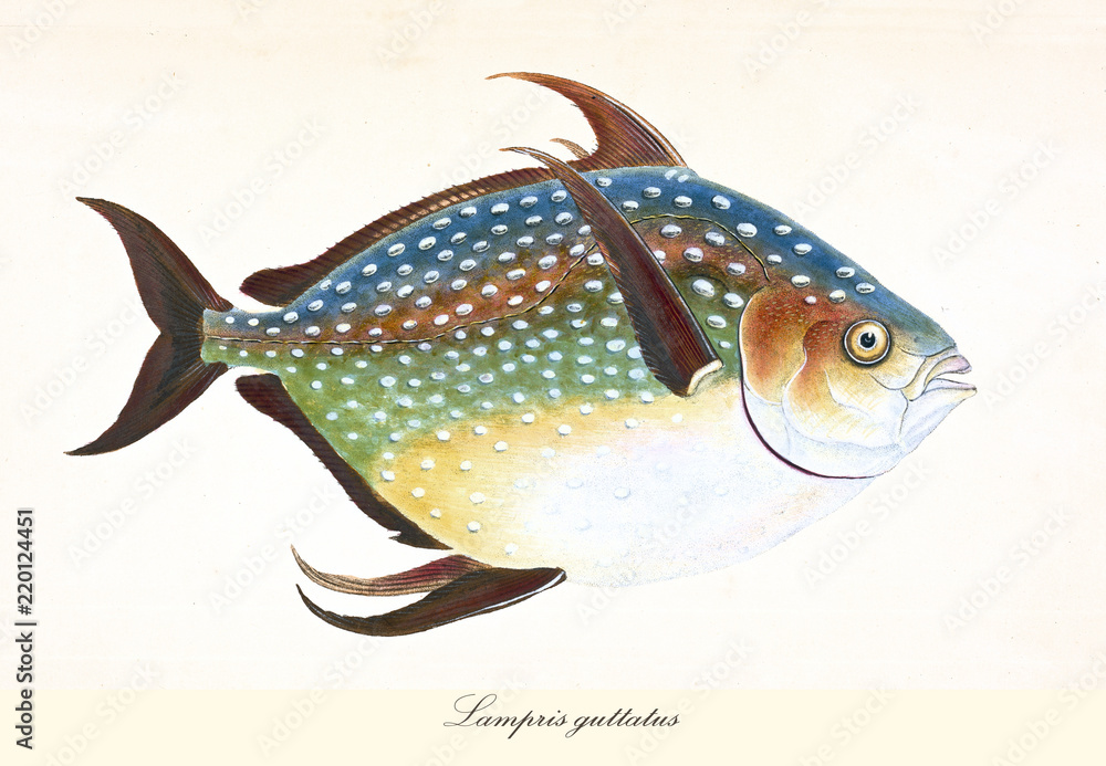 Ancient colorful illustration of Opah (Lampris guttatus), side view of ...