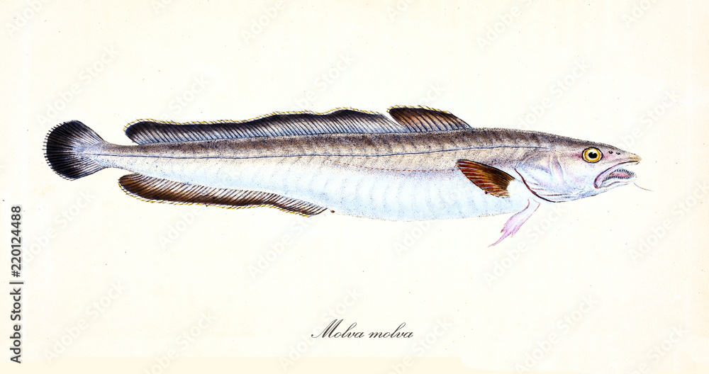 Ancient colorful illustration of Common Ling (Molva molva), side view ...