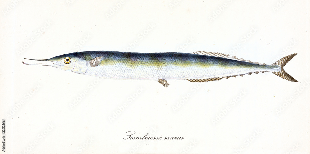 Ancient colorful illustration of Atlantic Saury (Scomberesox saurus ...