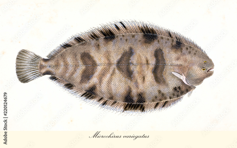 Ancient illustration of Thickback Sole (Microchirus variegatus), side ...