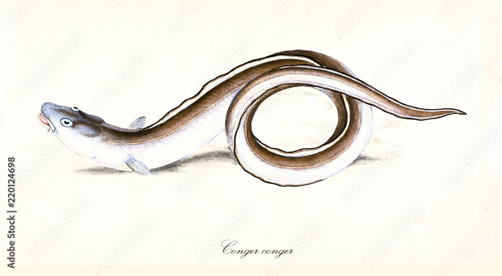 Ancient illustration of European Conger (Conger conger), side view of ...
