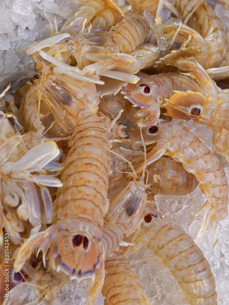 Crangon crangon Stock Photo | Adobe Stock