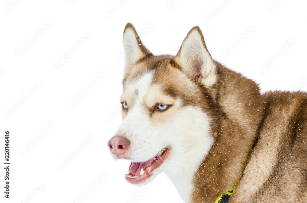 Sled dog Siberian Husky breed with blue eyes looks to left. Husky dog ...