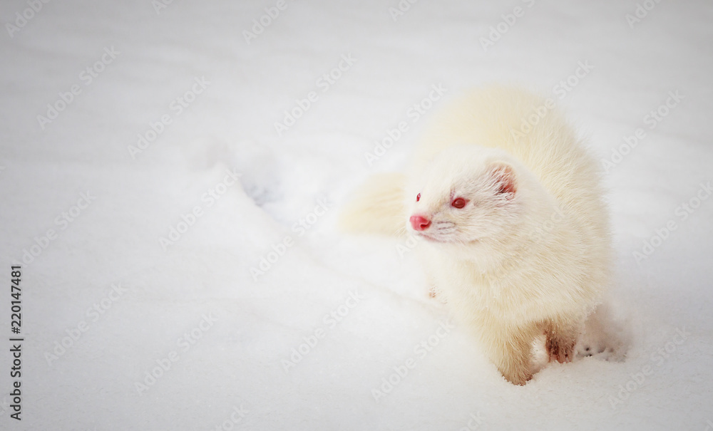 Baby Snow Ferret