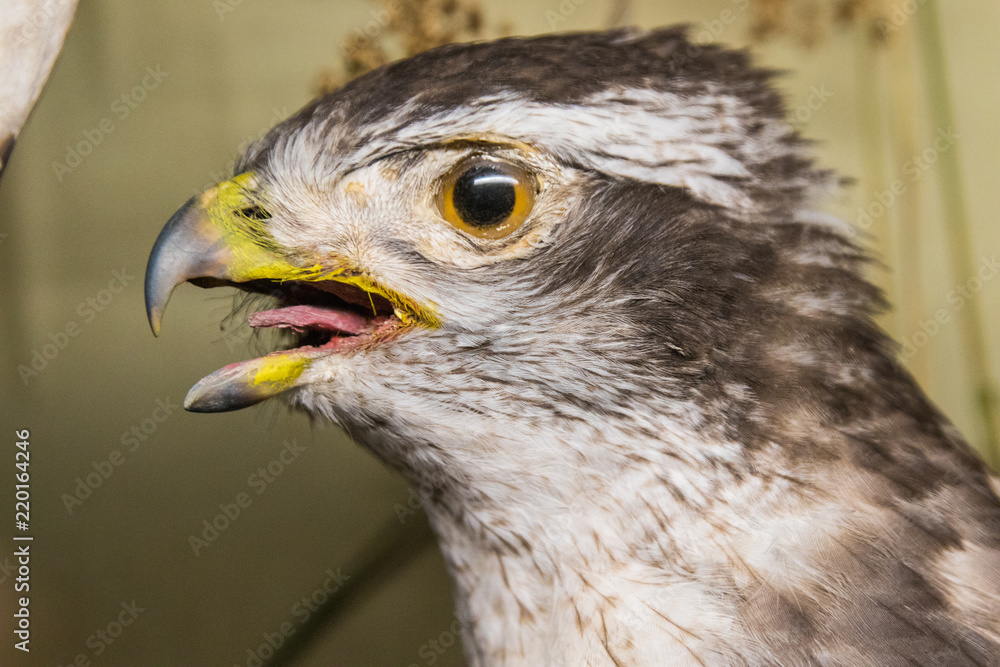 Hawk Beak Front View