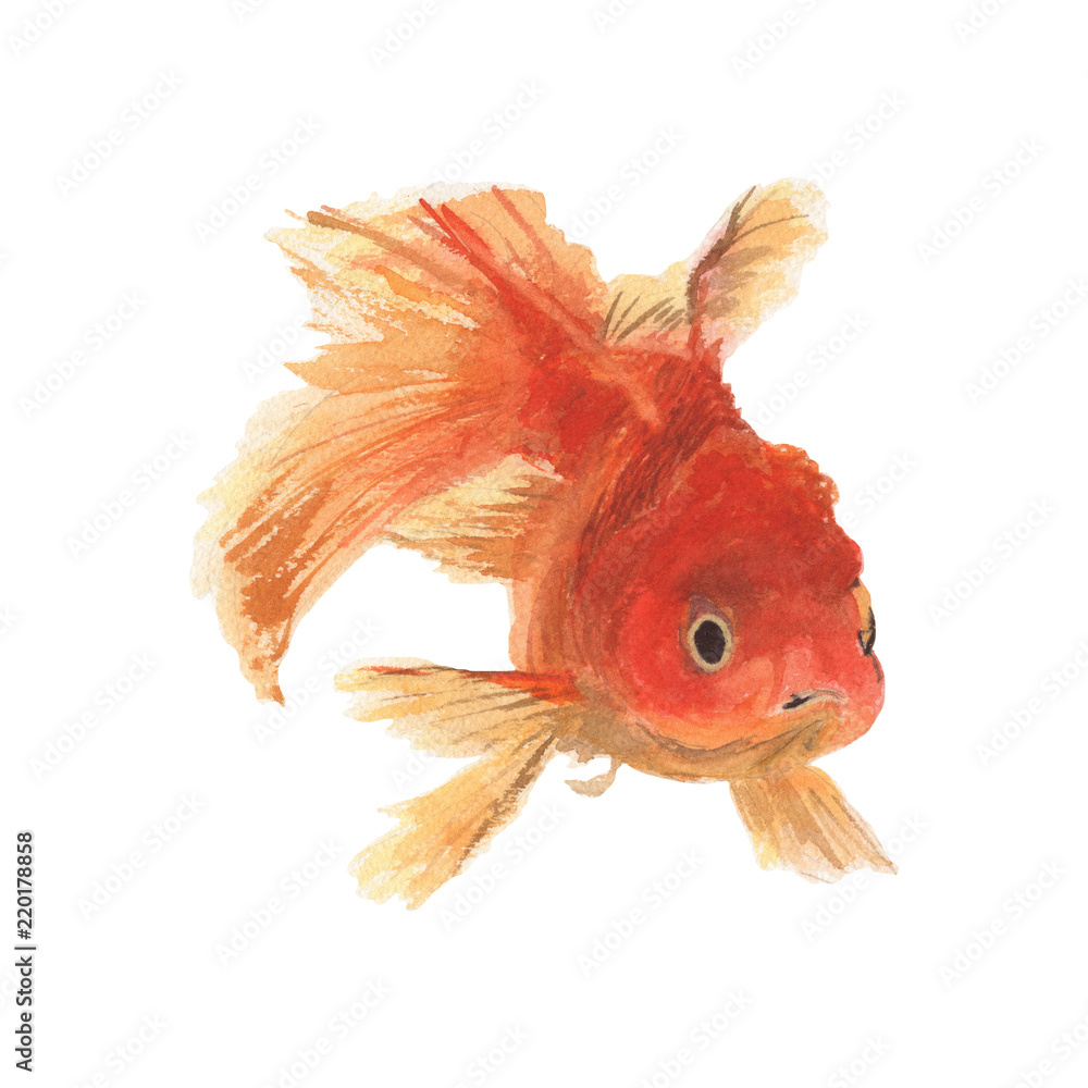 Goldfish Watercolor