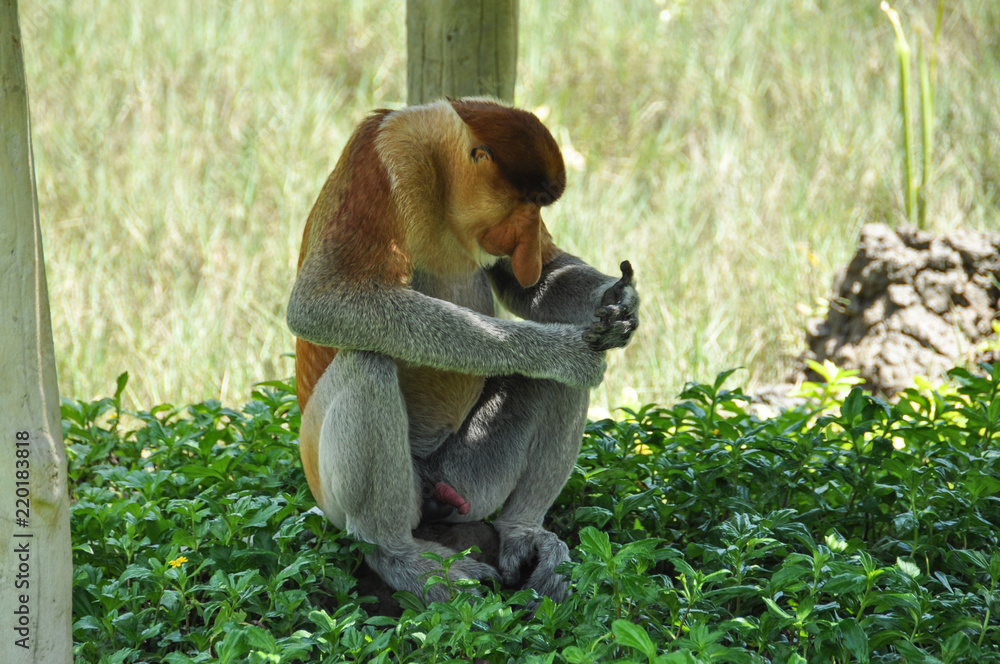 Poster Proboscis monkey on Borneo – Wall Art | UkPosters