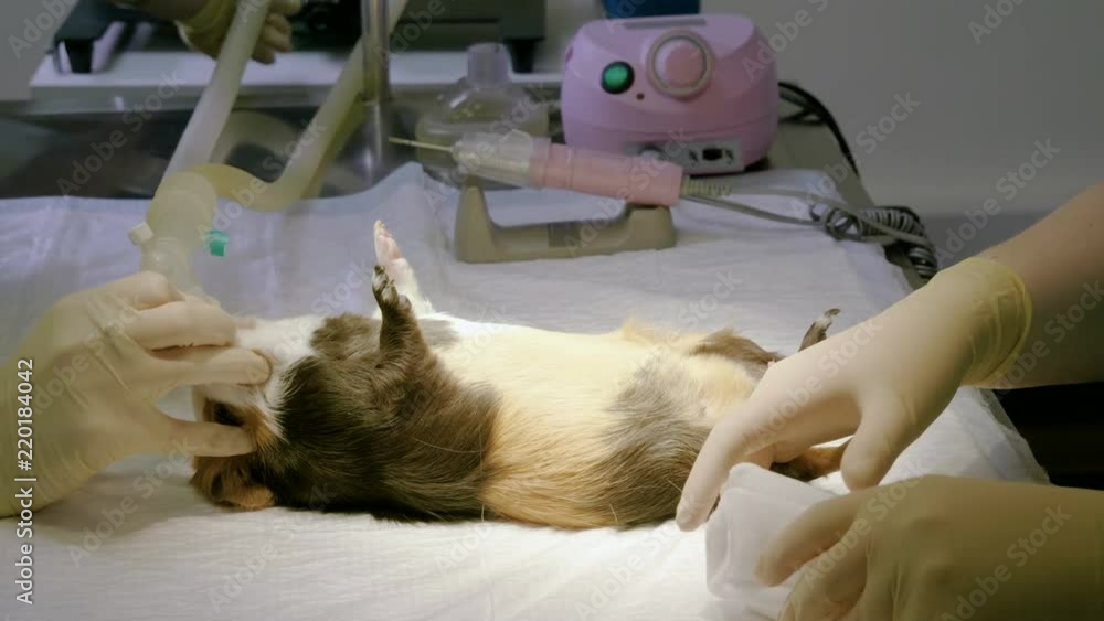 Pets. Vet cleaning mouth and teeth of guinea pig from tartar under ...