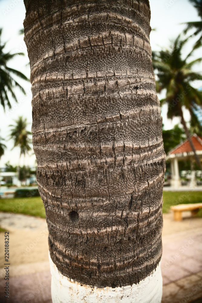 Palm Tree Trunk Pattern