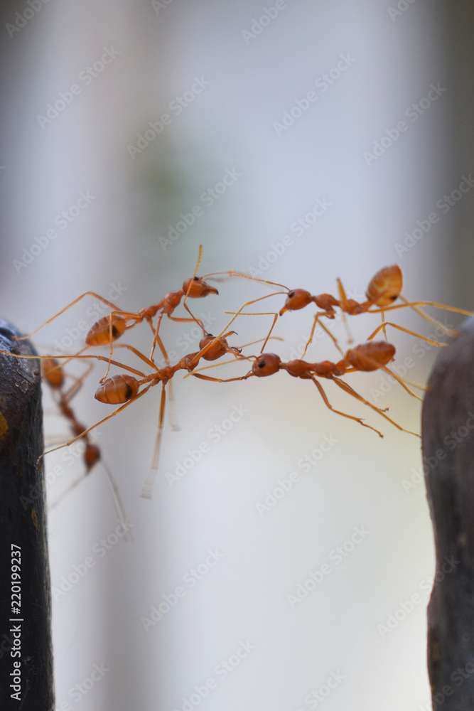 Ant action standing.Ant bridge unity team,Concept team work together ...