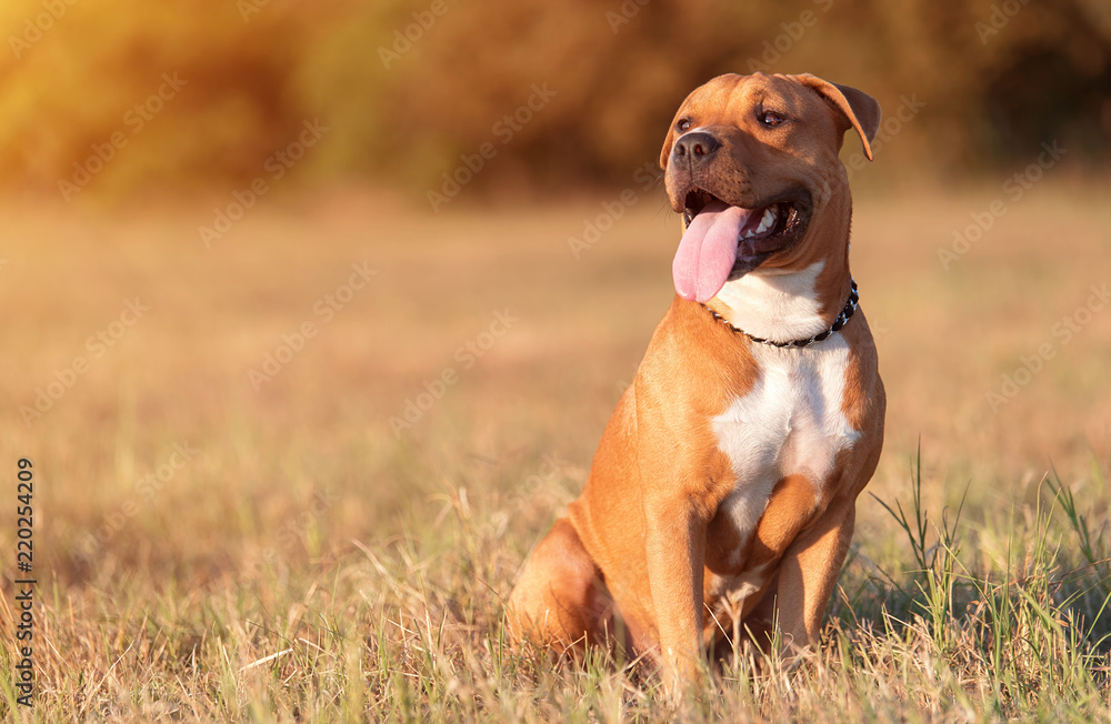 Strong and beautiful American staffordshire terrier portrait Stock ...