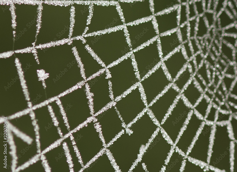 Frozen web Stock Photo | Adobe Stock