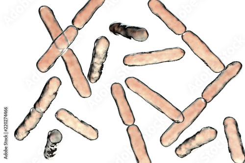 Bacteria Bifidobacterium, gram-positive anaerobic rod-shaped bacteria ...