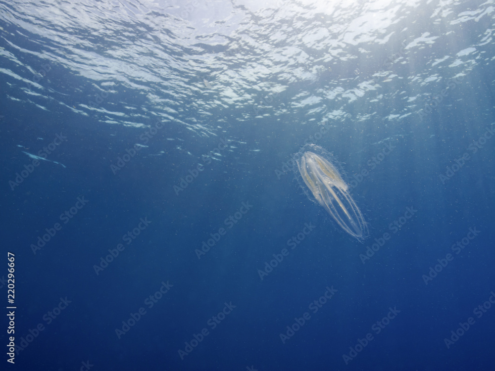 Warty comb jelly, Rippenqualle (Mnemiopsis leidyi) Stock Photo | Adobe ...