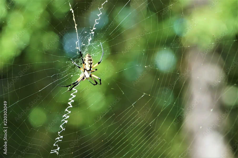 Black and yellow garden spider (Argiope aurantia) known as other names ...