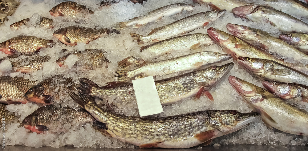Freshwater fish market, Europe, EC. Wild pike (Esox licius), pikeperch ...