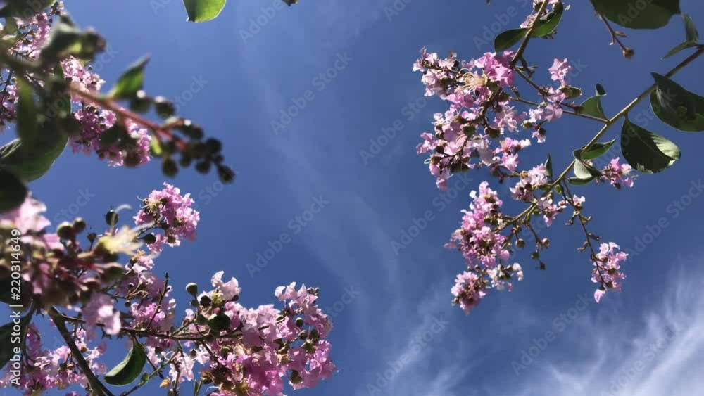Tabebuia rosea is a Pink Flower neotropical tree and blue sky. common ...