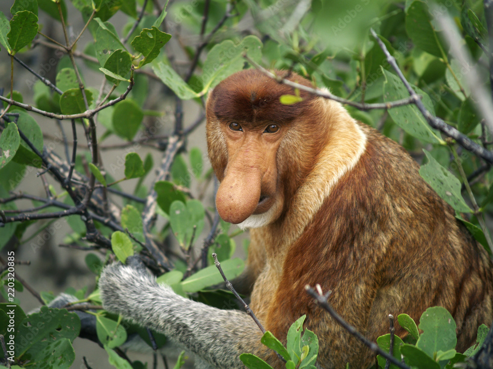 proboscis monkey in tree, in rainforest of Malaysia Stock Photo | Adobe ...