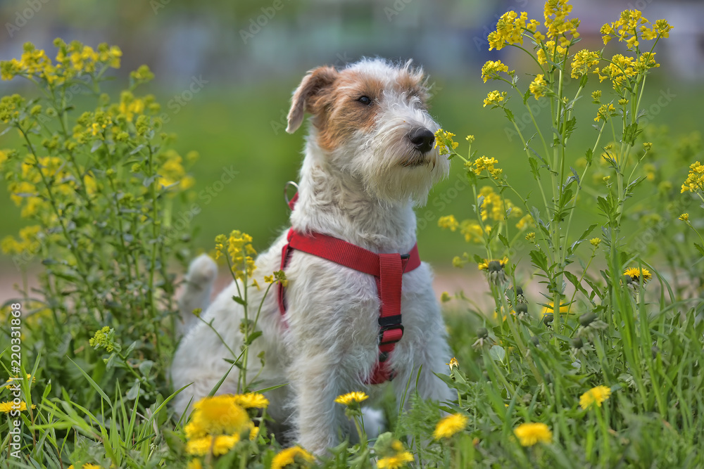 Red Airedale Terrier