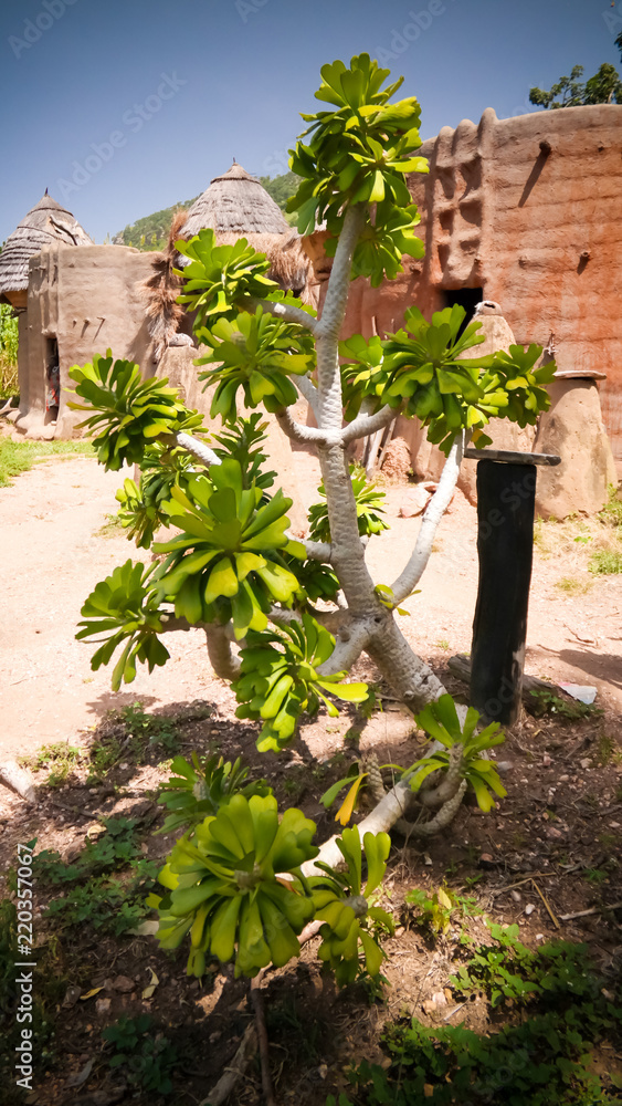 Traditional Tammari people village of Tamberma at Koutammakou, the Land ...