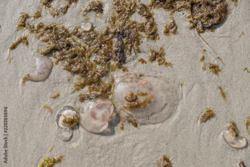 Angeschwemmte Ohrenqualle (Aurelia aurita) mit Seetang Stock Photo ...