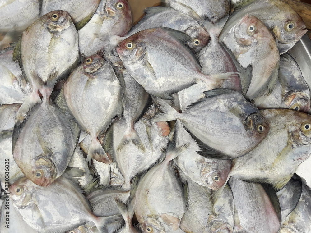 Black pomfret fishes at the market, Saltwater fish species in Thailand ...