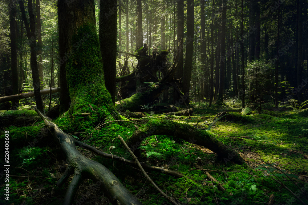Dark rainforest landscape. Stock Photo | Adobe Stock