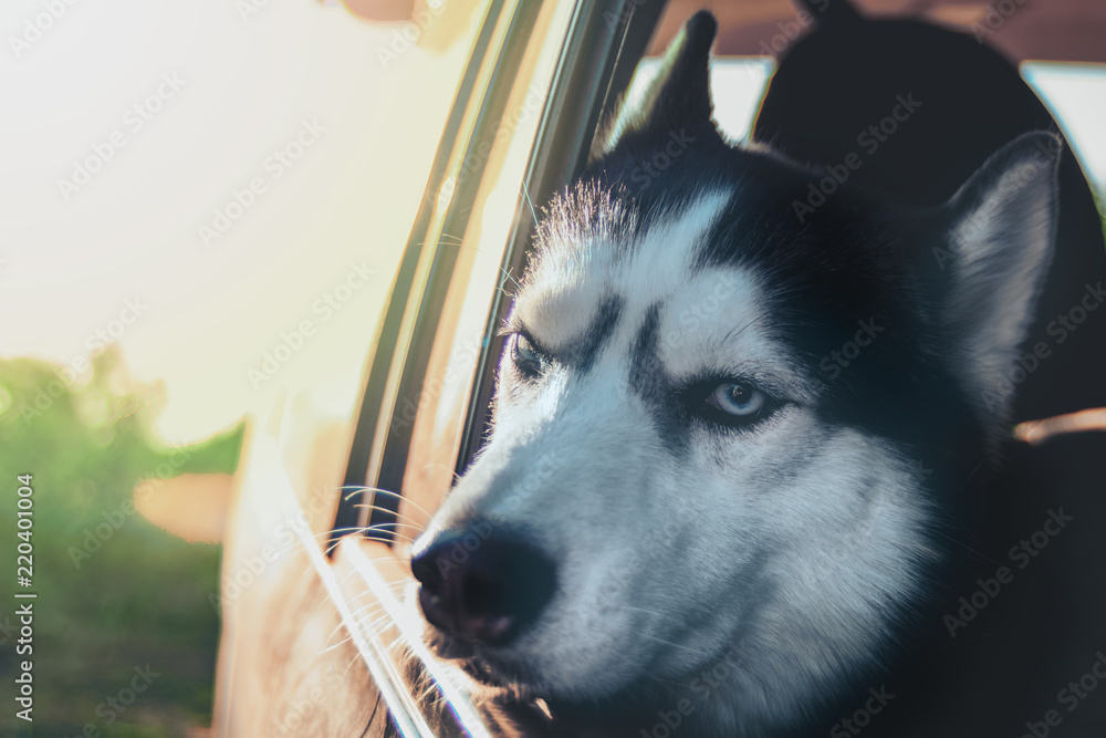 Sad dog's face in the car window at sunset. Siberian husky rueful ...
