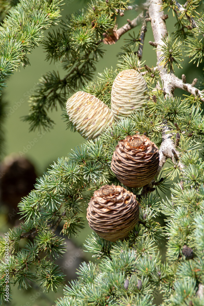Deodar Cedar Cones