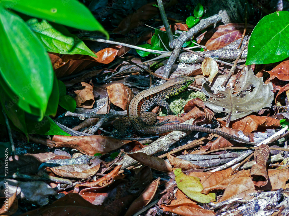 Four-lined Ameivas in Cahuita - Costa Rica. Ameiva quadrilineat (four ...