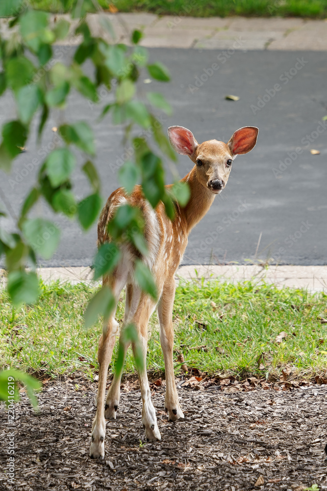 White Tailed Deer Fawn Standing